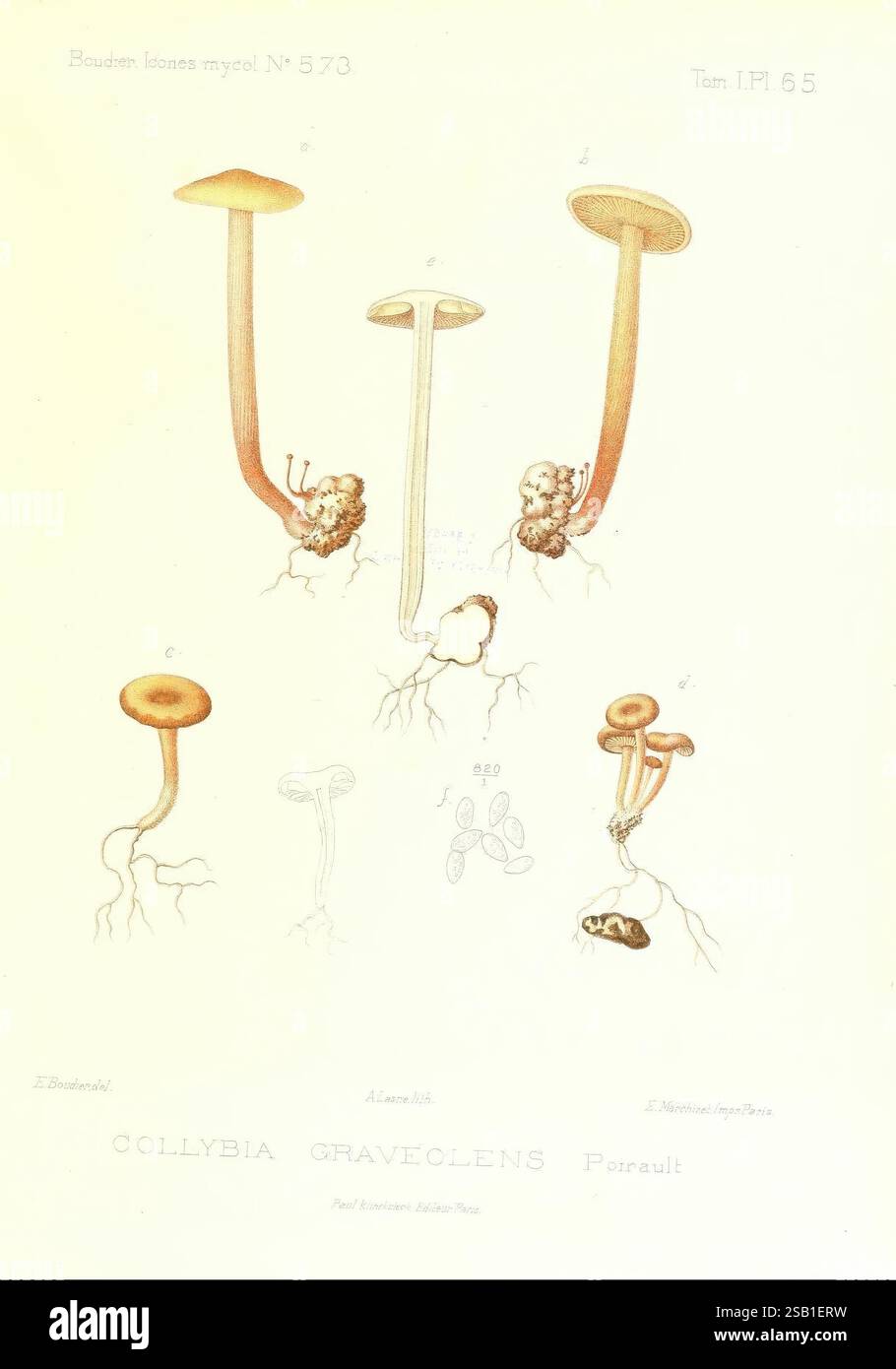 Icones mycologicæ, ou Iconographie des champignons de France ...