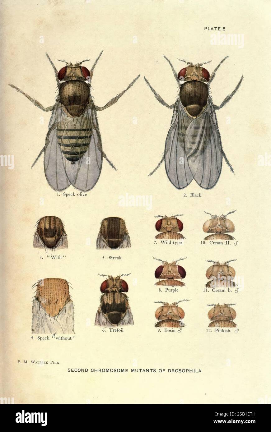 Contributions to the Genetics of Drosophila melanogaster, Washington ...
