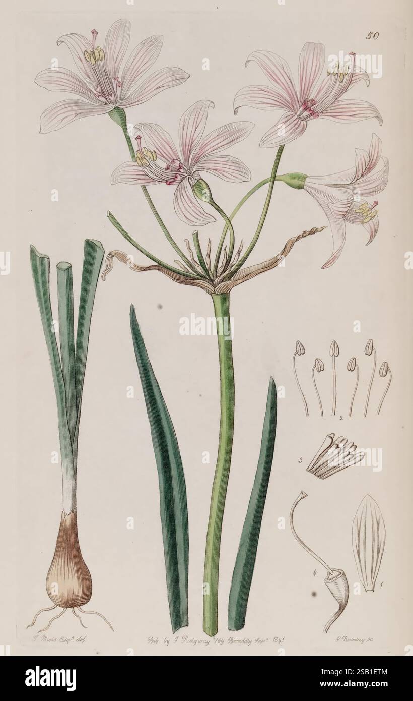 Edwards's botanical register. London, James Ridgway,1829-1847, 1829 ...