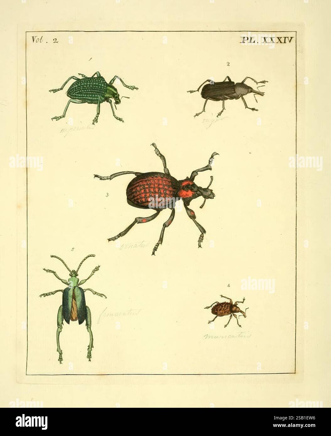 Fourth specimen showcases hi-res stock photography and images - Alamy