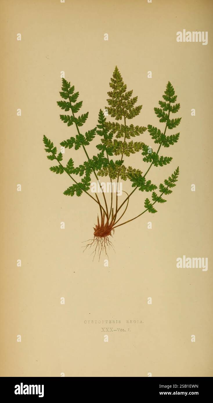 Ferns slender stem hi-res stock photography and images - Alamy