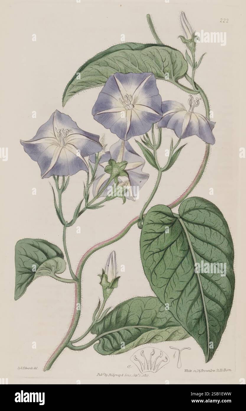 The Botanical Register, London, Printed for James Ridgway, 1815-1828 ...