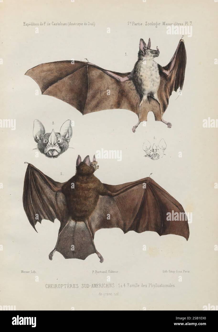 Expédition dans les parties centrales de l'Amérique du Sud, Paris, Chez ...