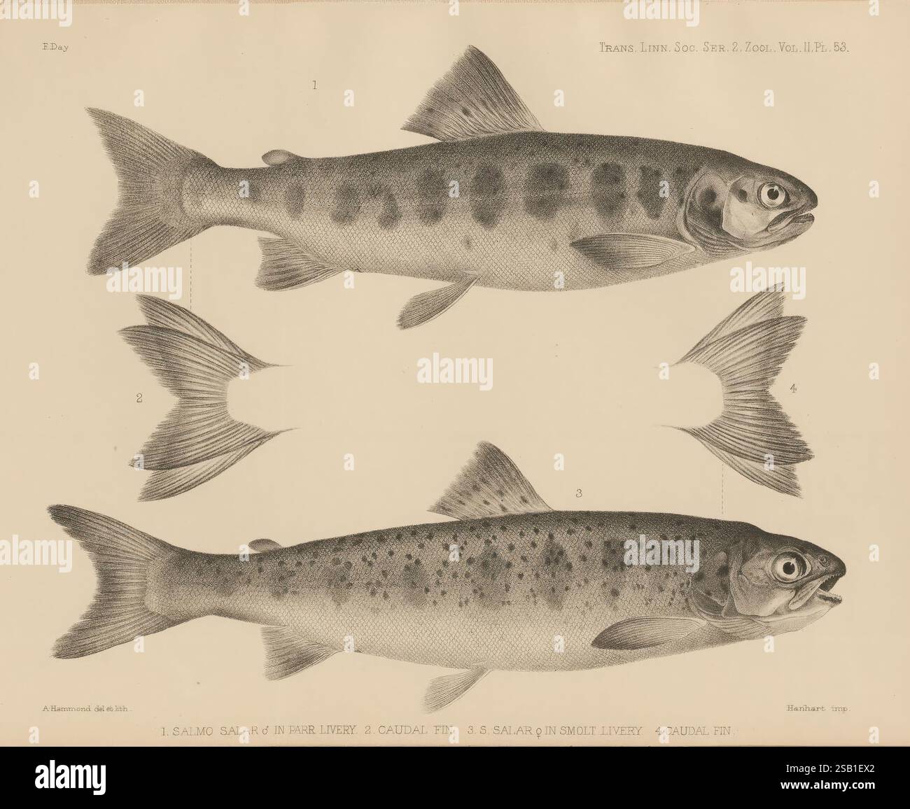 Transactions of the Linnean Society of London, London, The Society ...