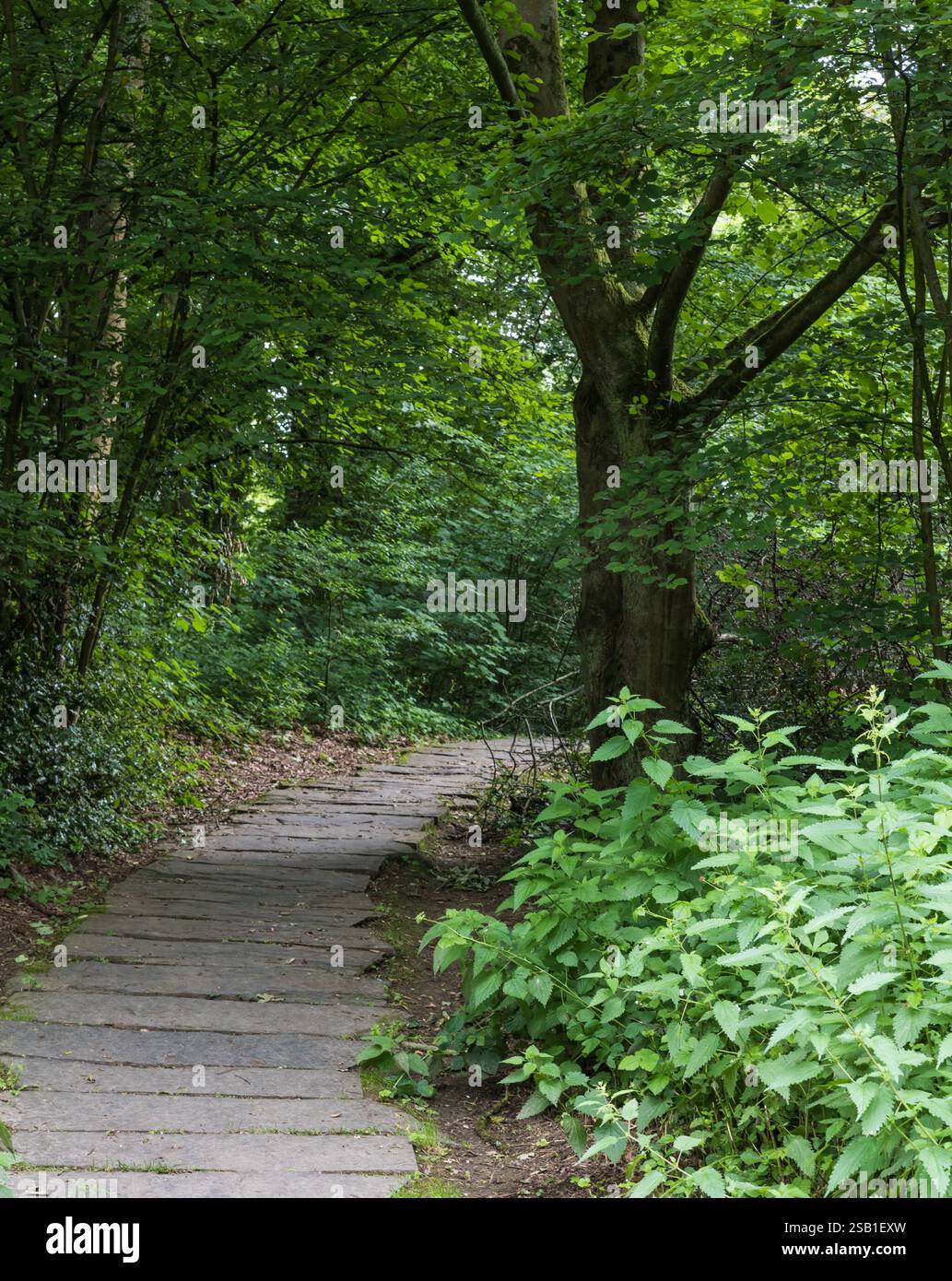 Wooden walking path through the green folliage and forest of the Well ...