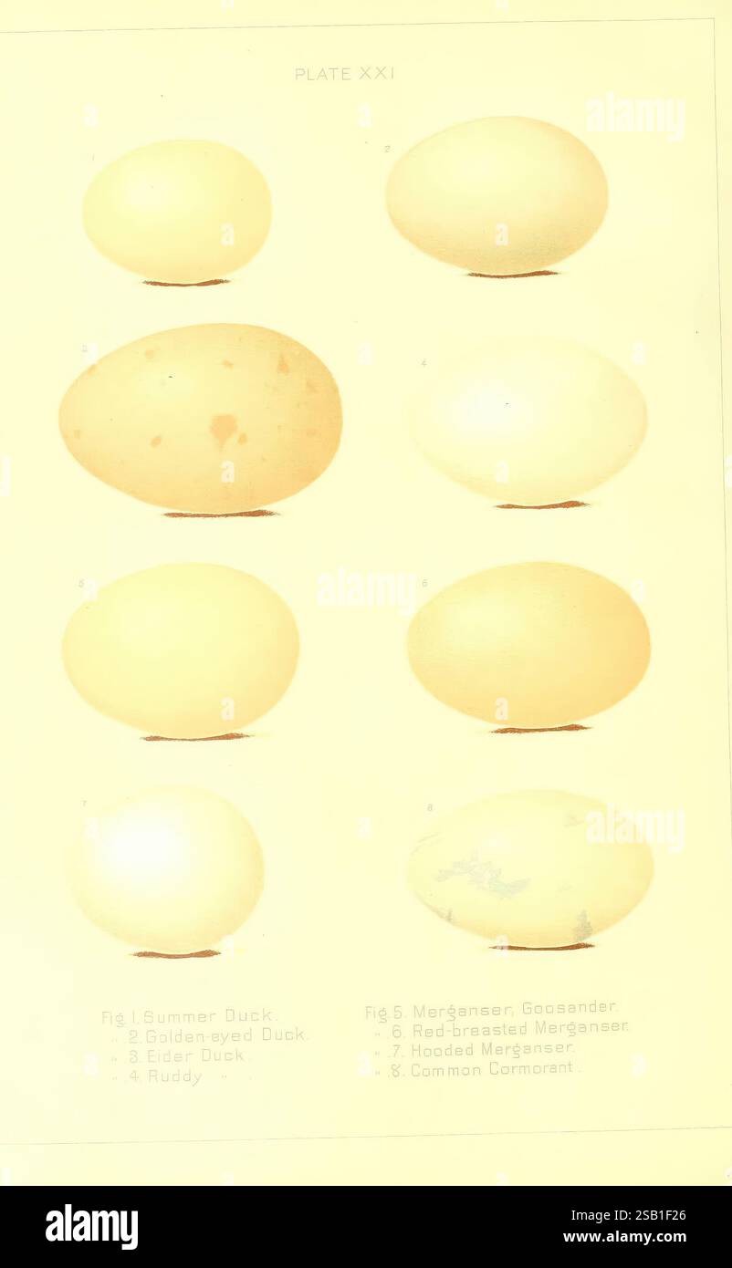 Two distinct types of bird eggs hi-res stock photography and images - Alamy