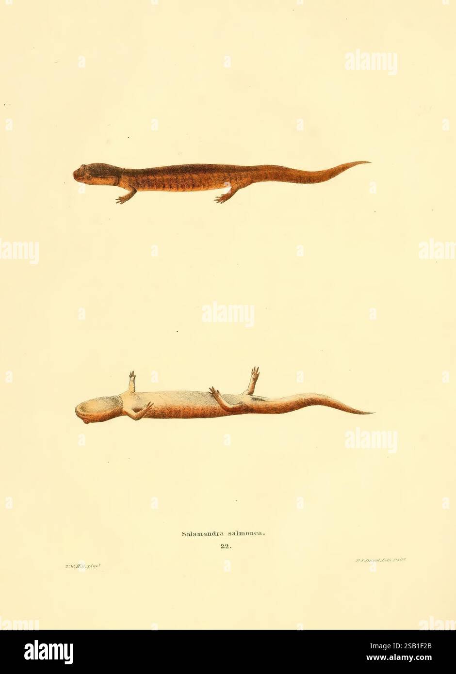 North American herpetology, Philadelphia, J. Dobson, 1836-1840 United ...
