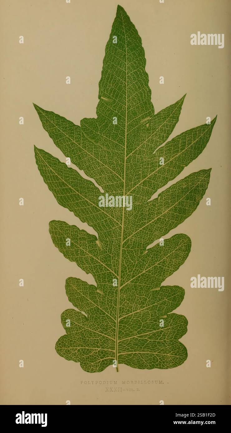 Ferns British Exotic London Groombridge and Sons 1856-60 Ferns, A ...