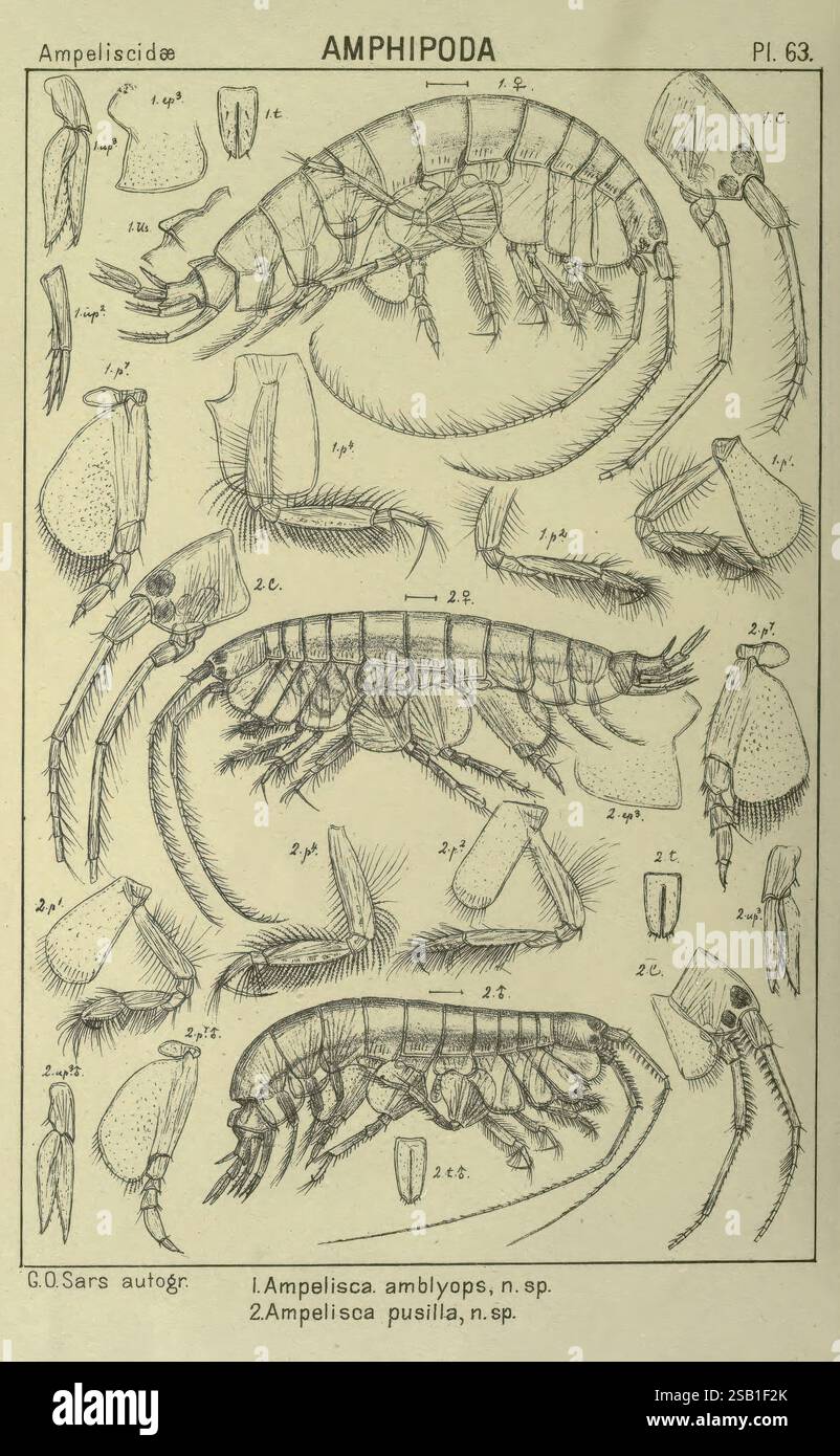 An account of the Crustacea of Norway, v.1 Amphipoda (plates ...