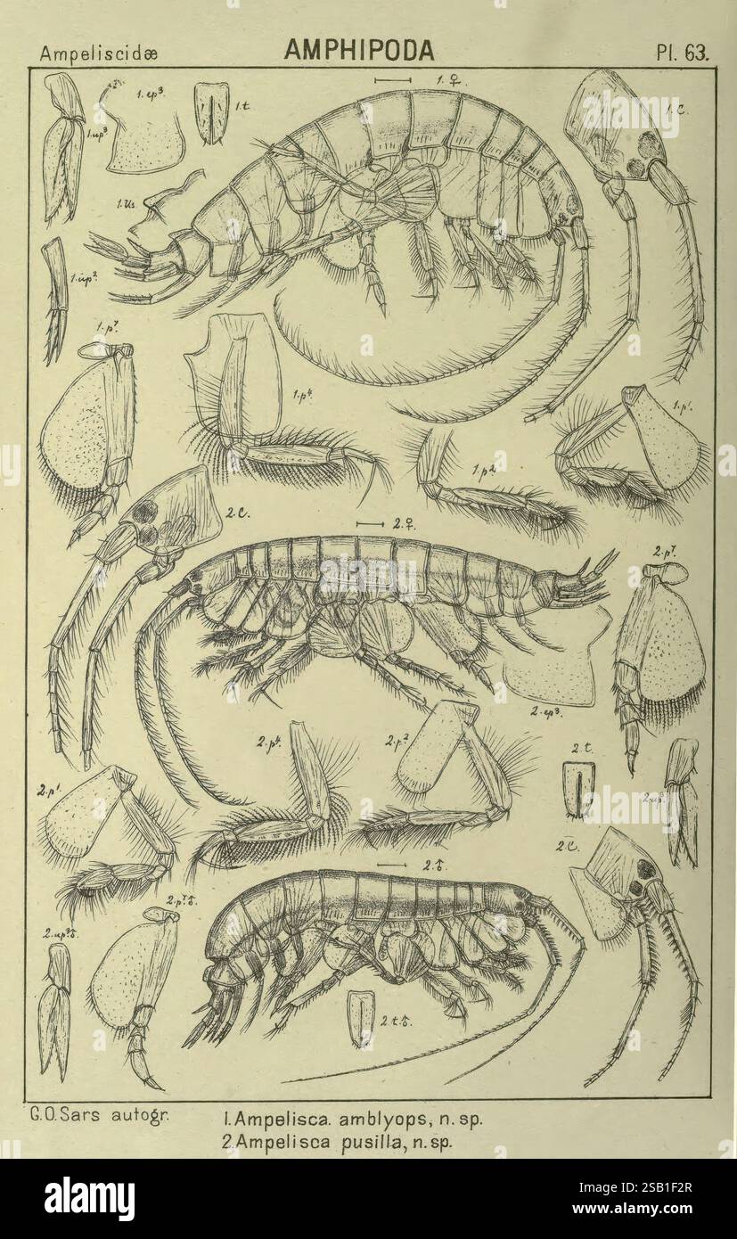 Detailed labeled diagrams of different body parts hi-res stock ...