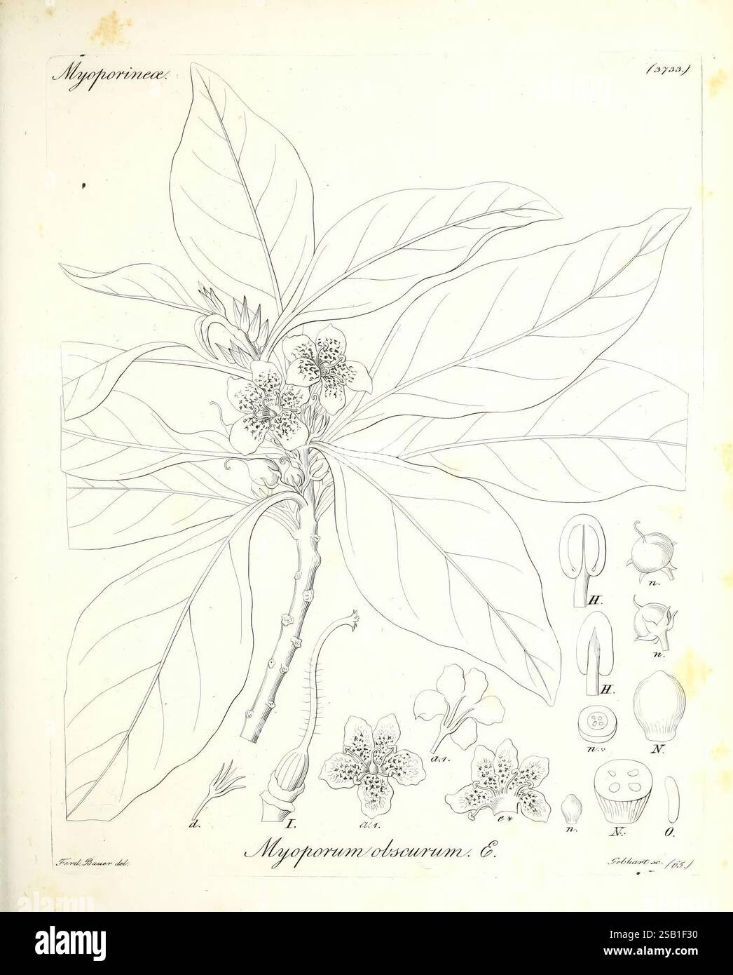 Myoporum obscurum hi-res stock photography and images - Alamy