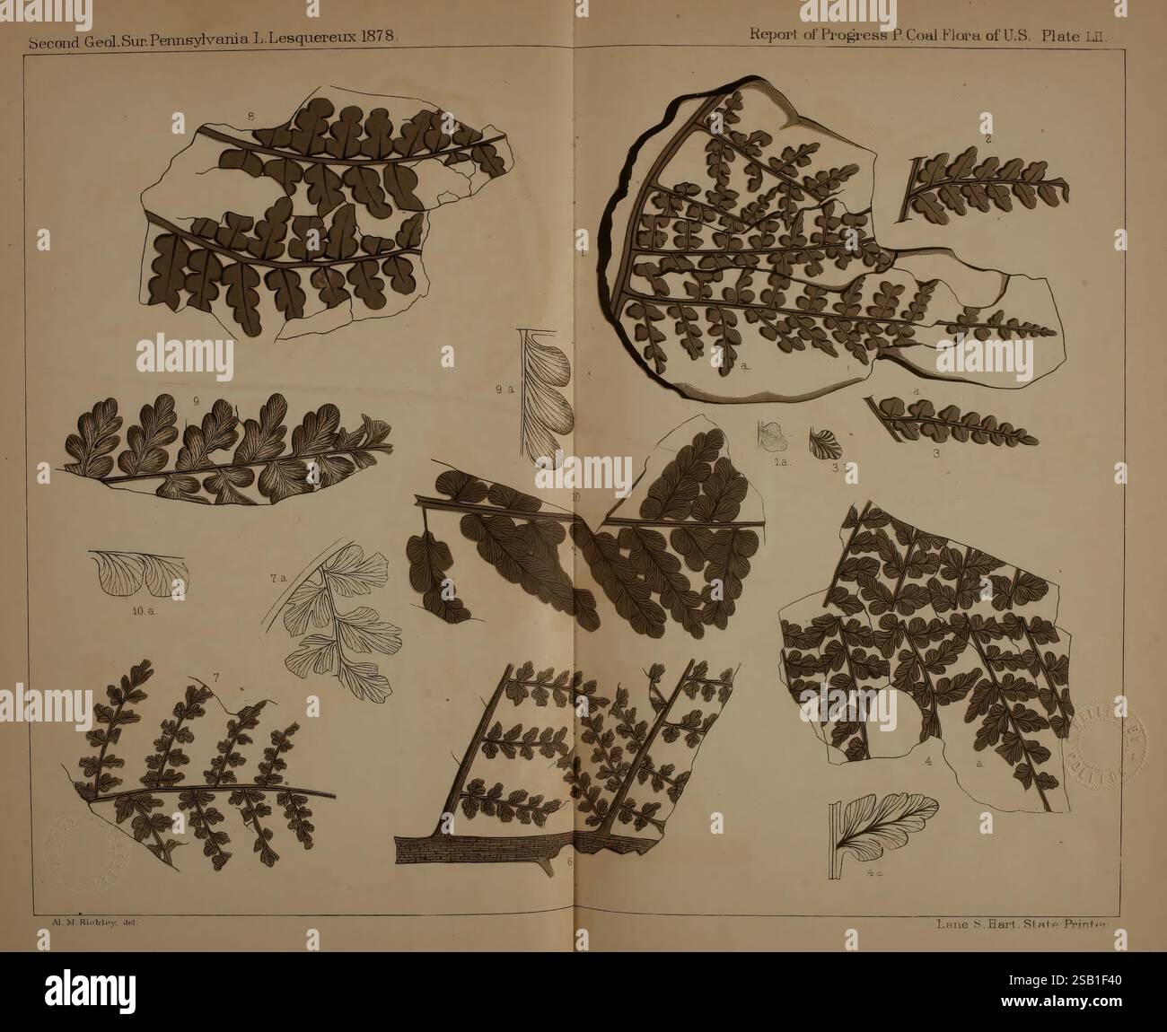 Description, of, the, coal, flora, of, the, Carboniferous, formation ...