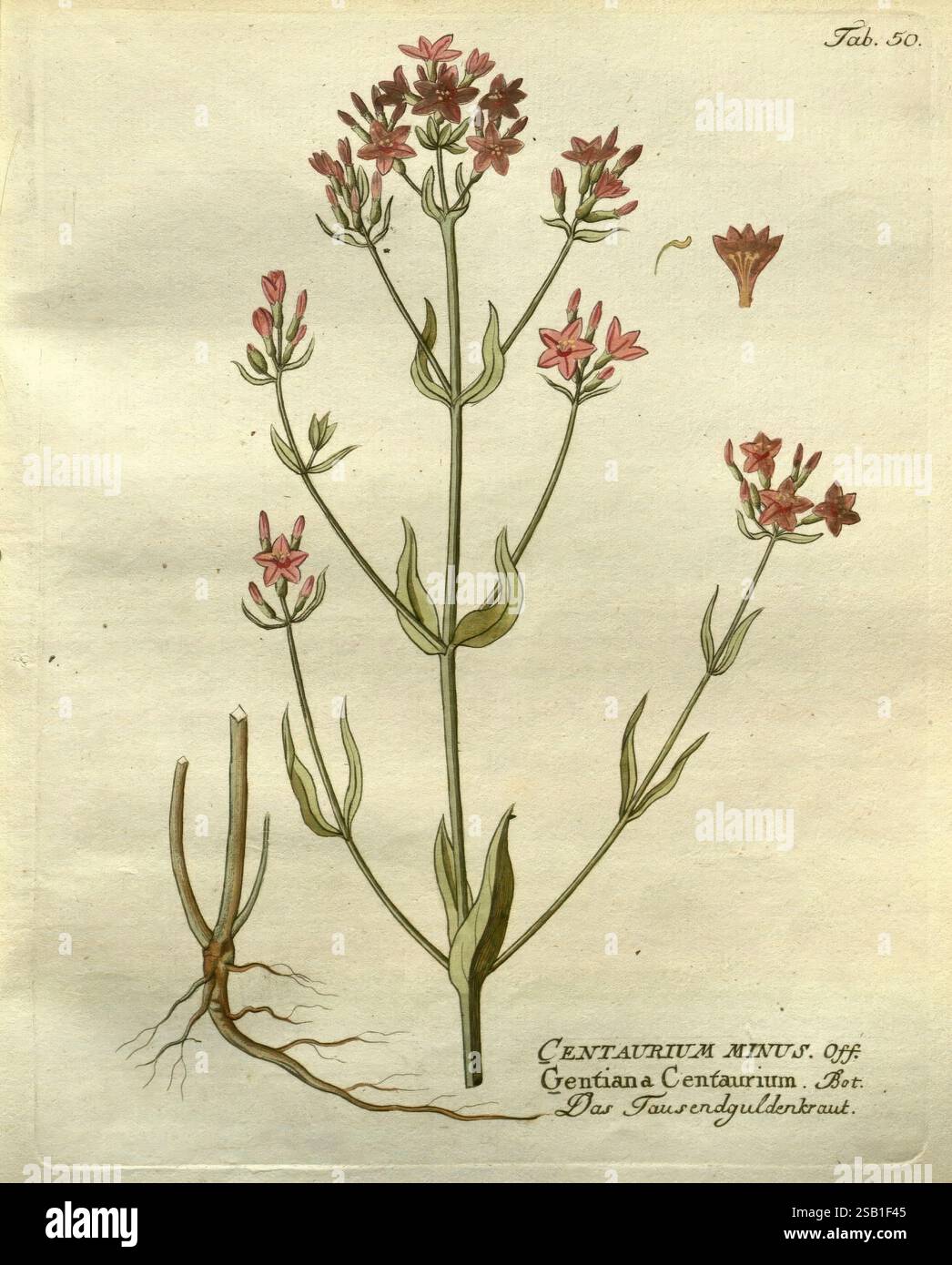 A botanical illustration depicting the Centaurium minus, commonly known ...