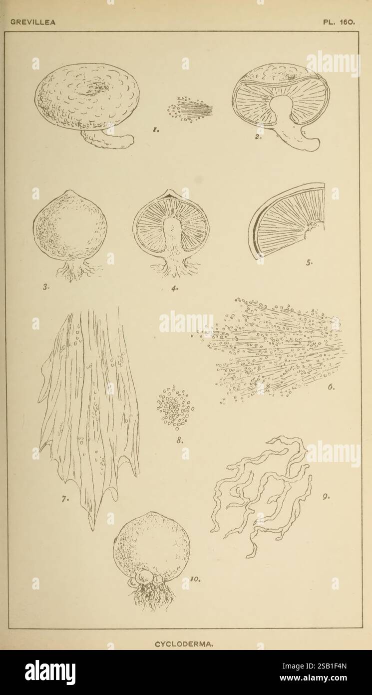 Grevillea London Williams and Norgate 1872-1894 Cryptogamia Cryptogams ...