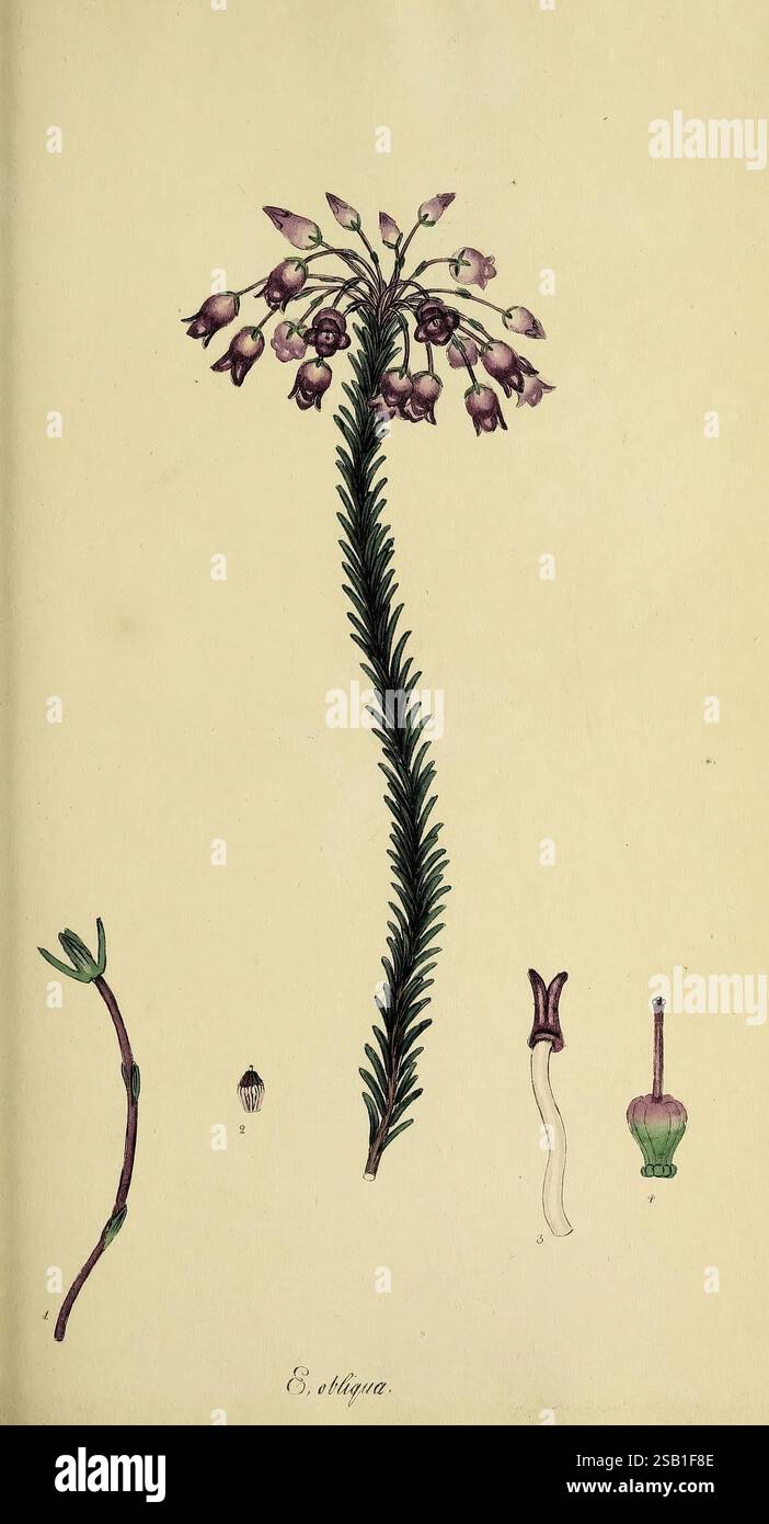 The Heathery, or A Monograph of the Genus Erica, London, Henry G. Bohn ...