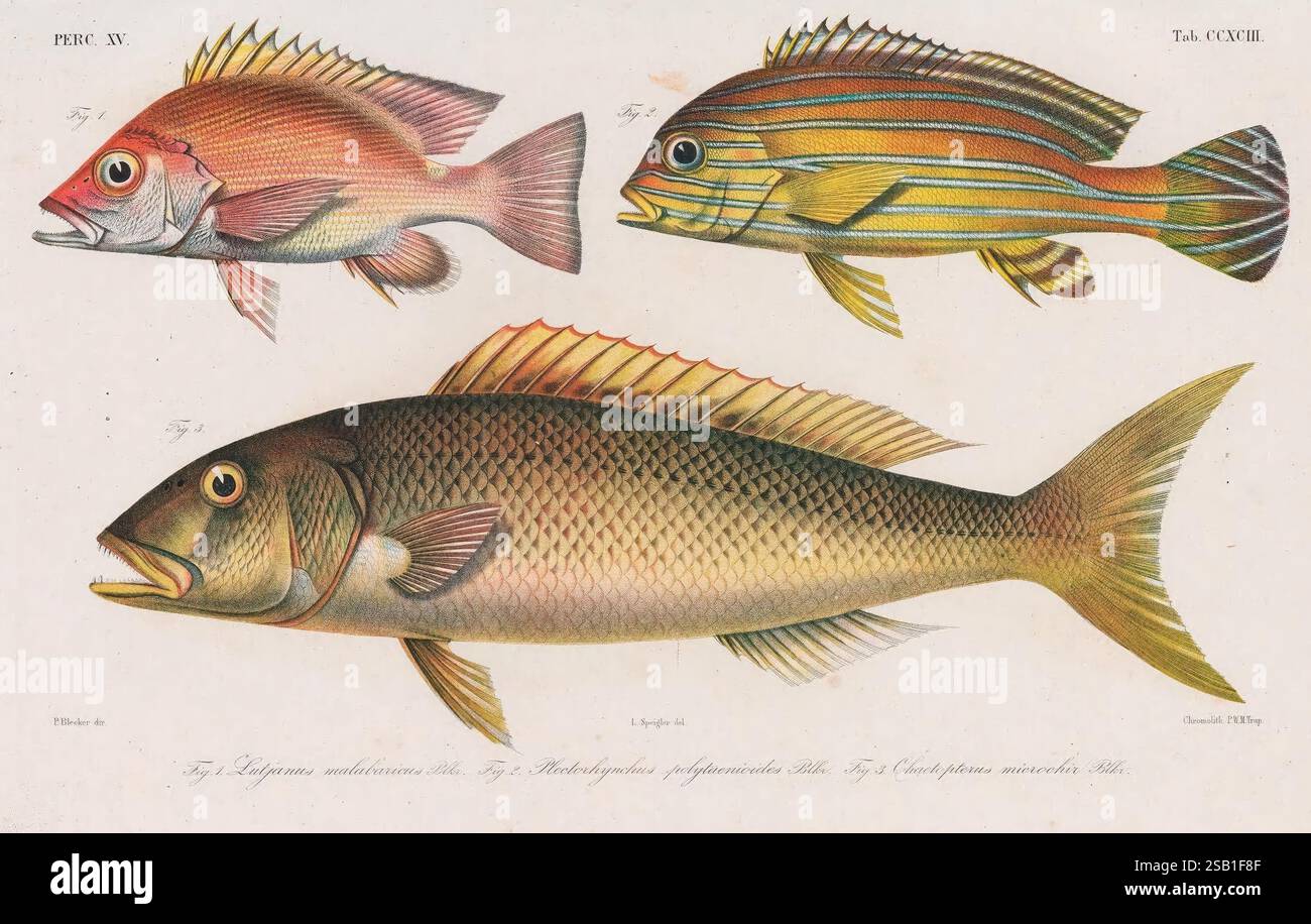 Three beautifully illustrated fish species hi-res stock photography and ...