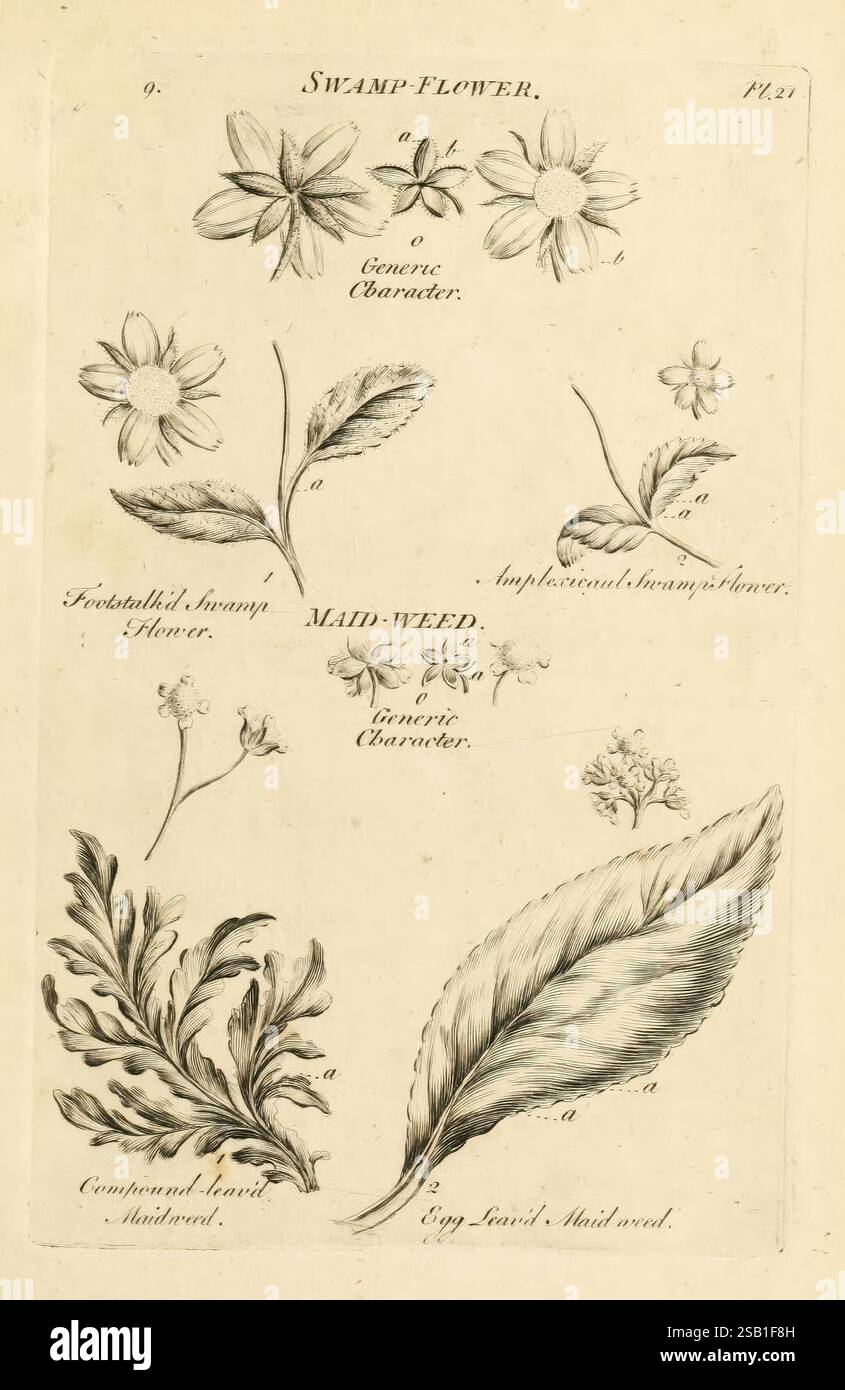 The vegetable system, London,, 1759-1763, botany, pictorial works., The ...