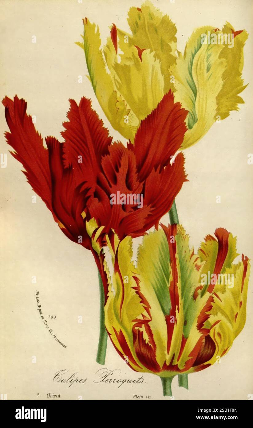 Flamboyant coloration hi-res stock photography and images - Alamy