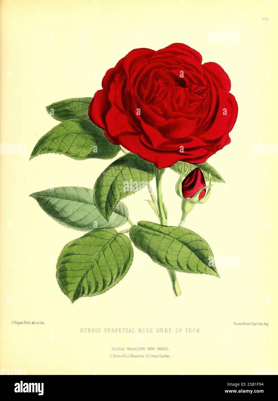 Vibrant red hybrid perpetual rose hi-res stock photography and images ...