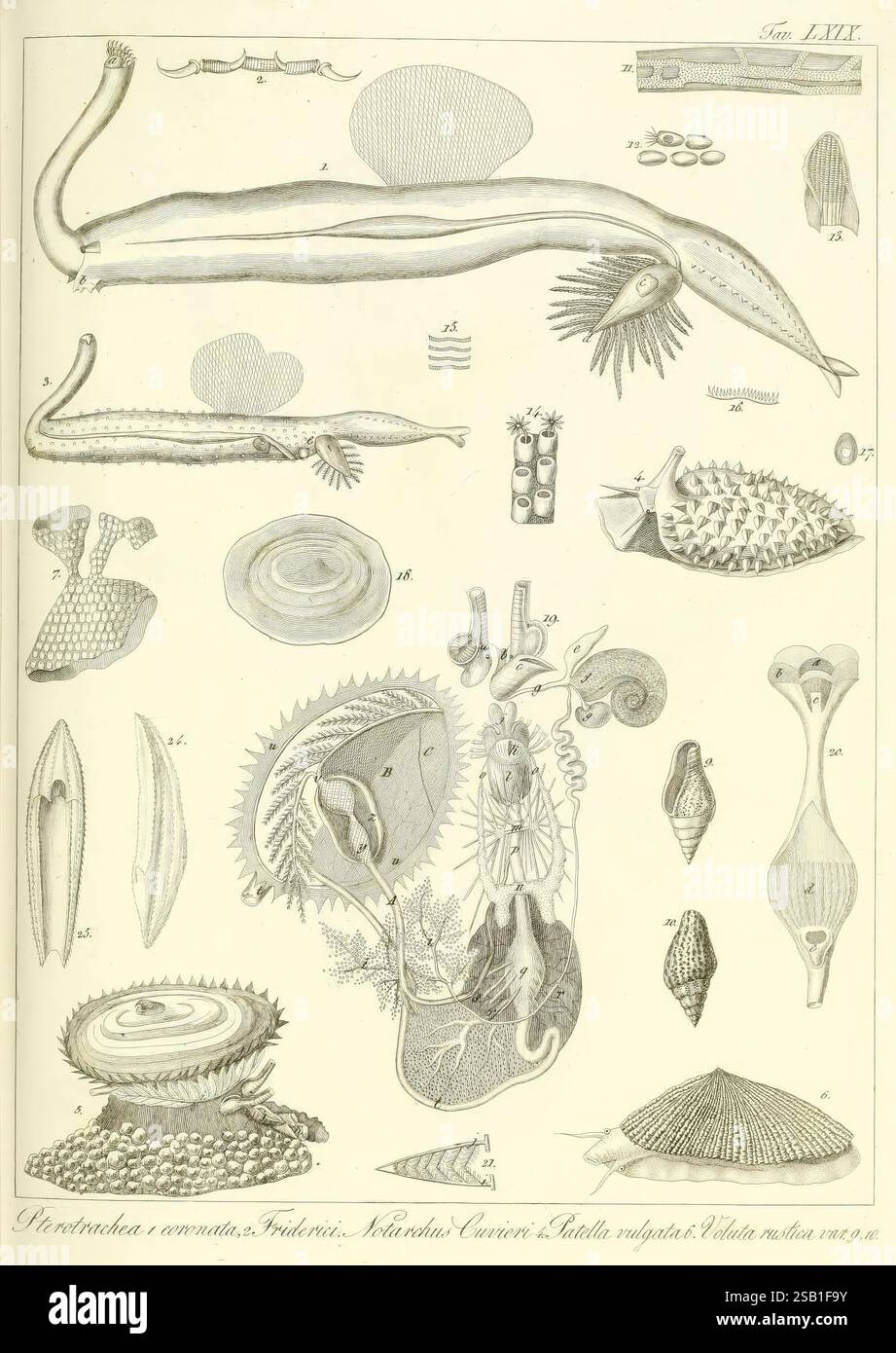 Intriguing aquatic life forms hi-res stock photography and images - Alamy