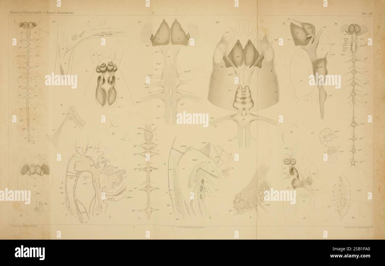 Gammarini del golfo di Napoli, Berlin, R. Friedländer & Sohn, 1893 ...