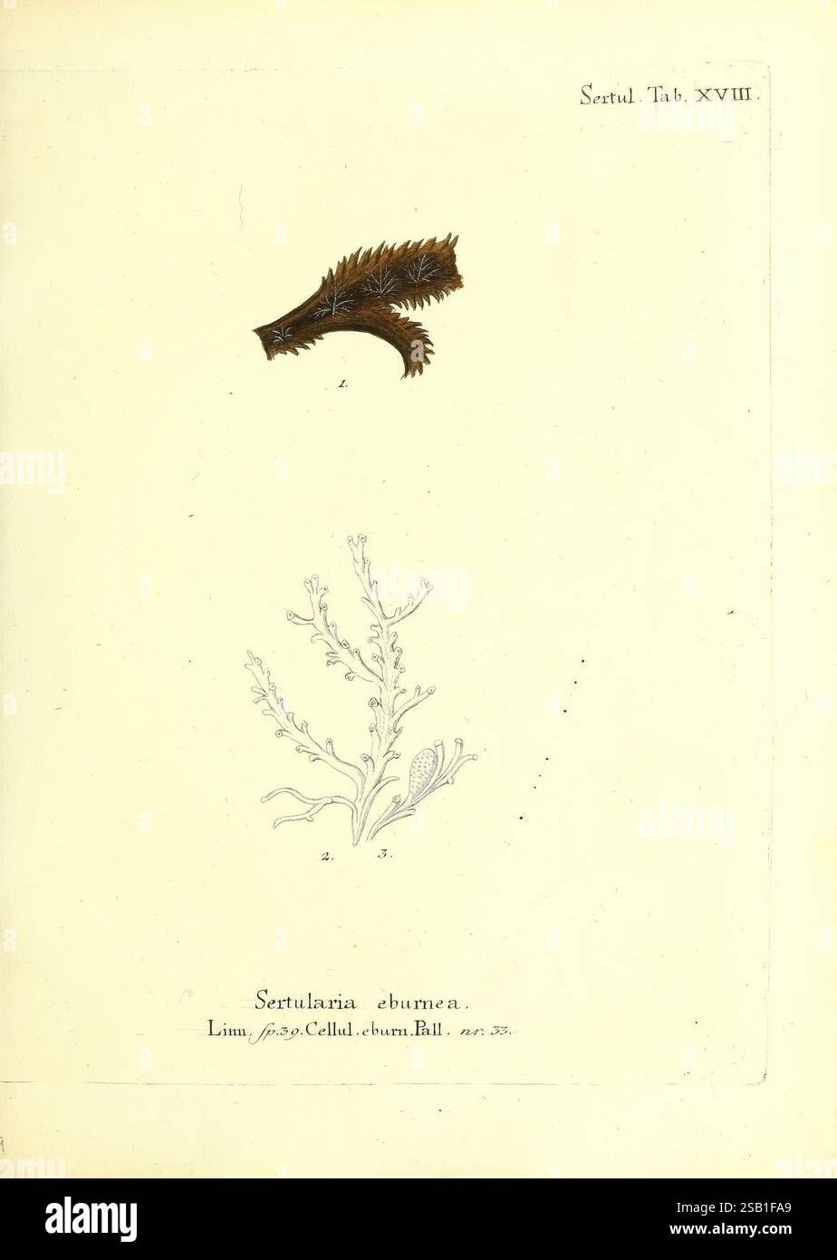 The illustration features two distinct representations of the marine ...