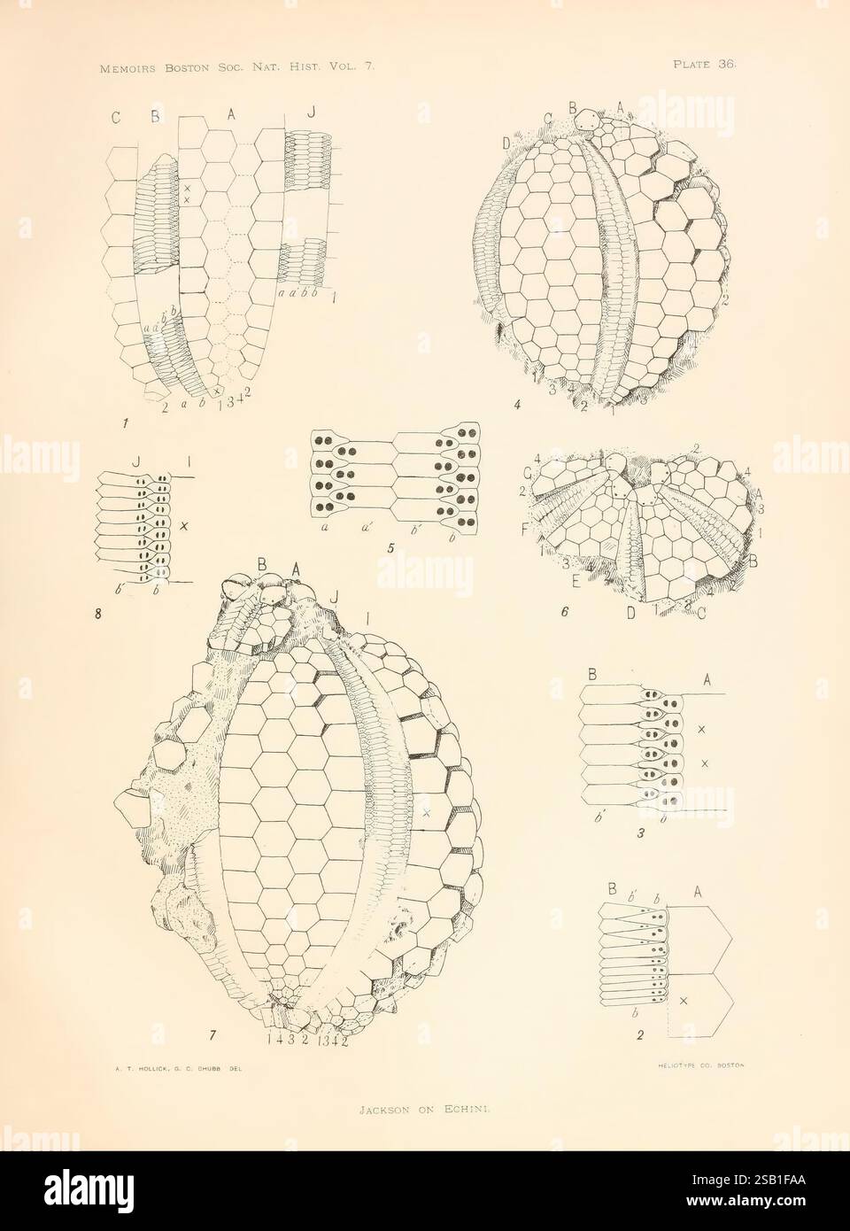 Typical skeletal architecture hi-res stock photography and images - Alamy