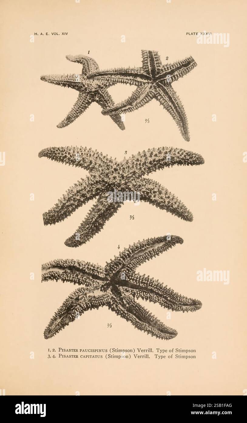 Different morphological structures hi-res stock photography and images ...