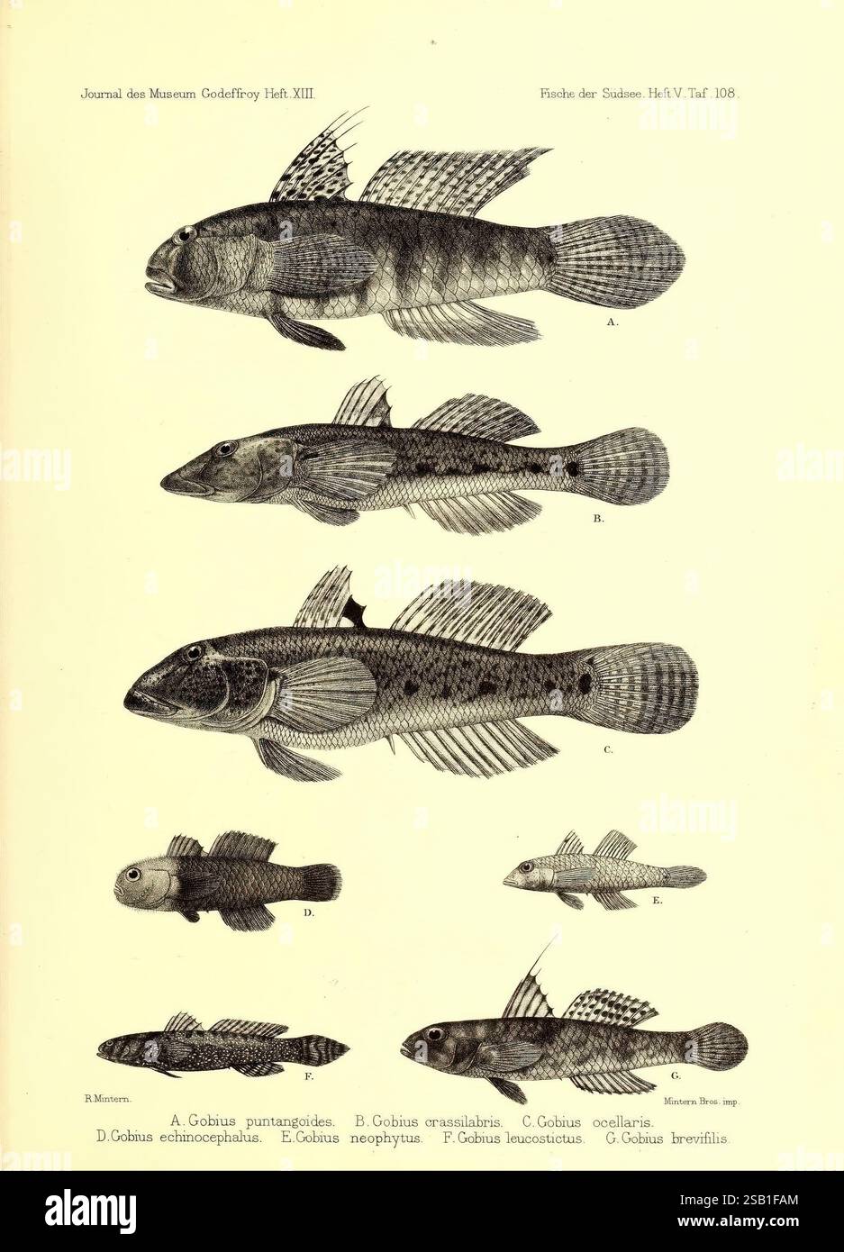 1873 1910 fishes natural history oceania pacific ocean periodica hi-res ...