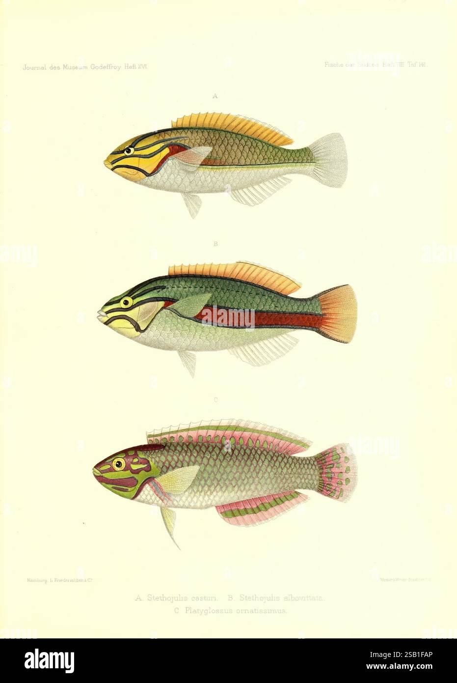 Andrew Garrett's Fische der Südsee, Hamburg, L. Friederichsen & Co ...