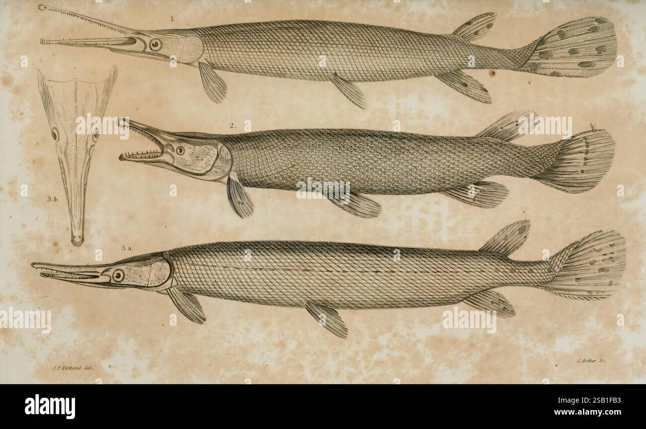 Boston, Journal of Natural History, Boston Society of Natural History ...