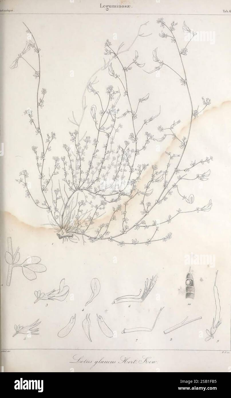 Species lotus glaucus hi-res stock photography and images - Alamy