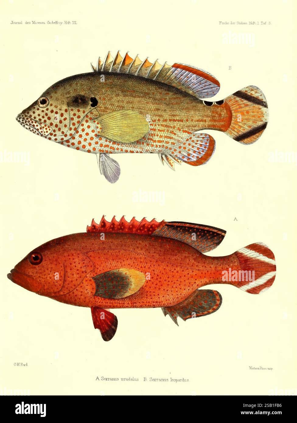 Andrew Garrett's Fische der Südsee Hamburg L. Friederichsen & Co. 1873 ...