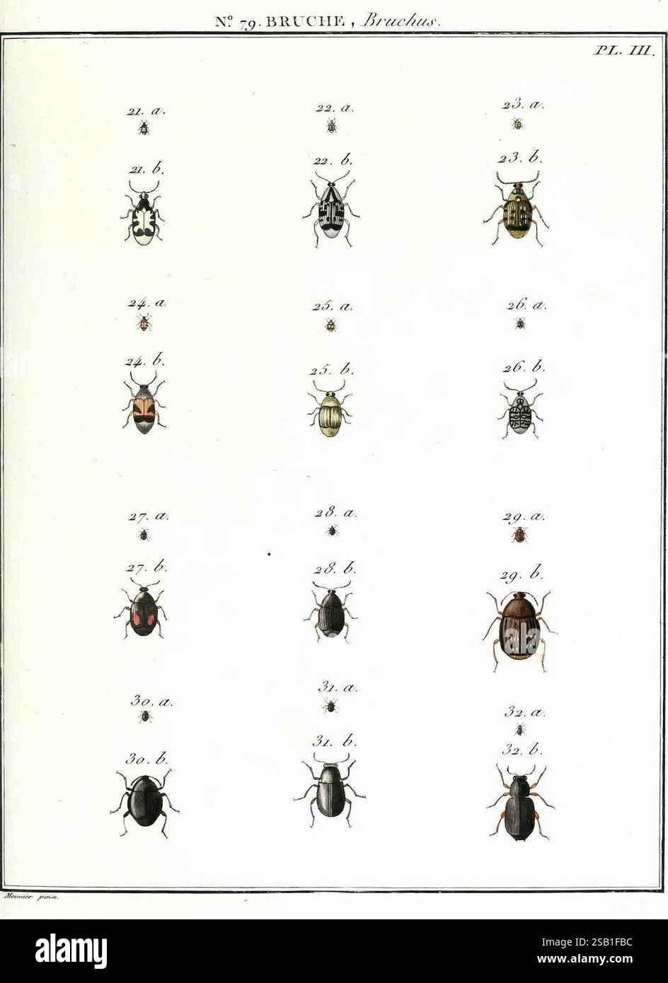 First six beetles hi-res stock photography and images - Alamy