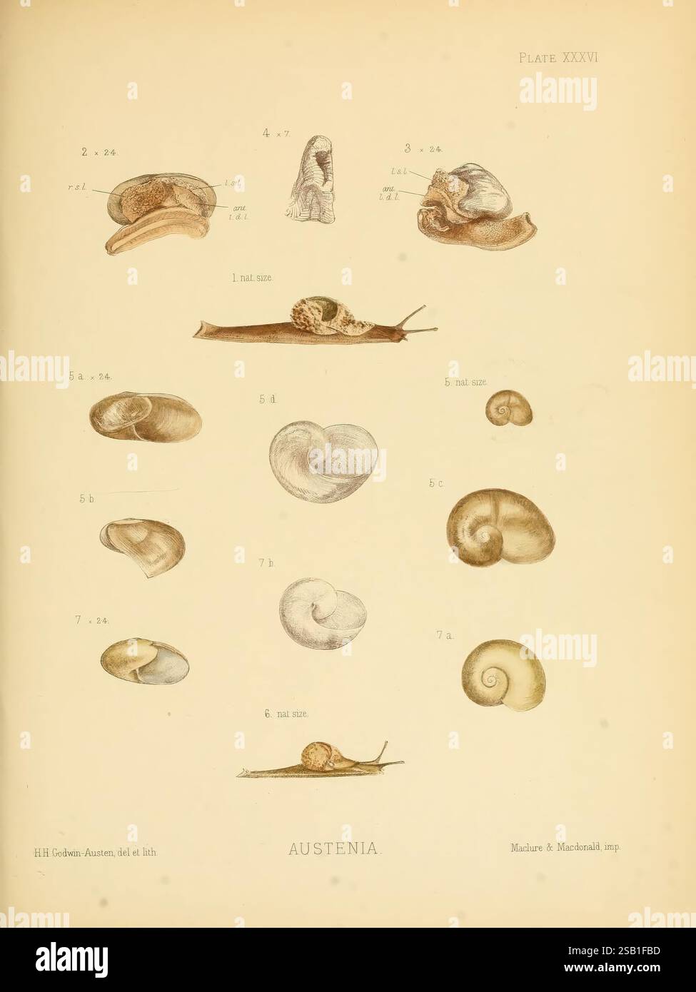 Shell specimens labeled hi-res stock photography and images - Alamy