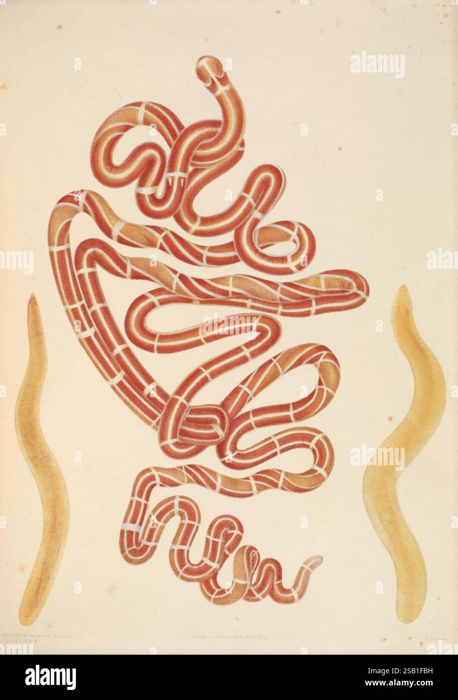 Intertwined serpentine shapes hi-res stock photography and images - Alamy