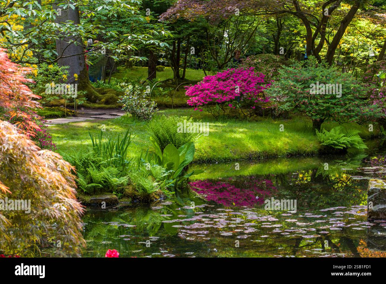 Amazing landscape of rhododendron blossom, pond and Japanese maple trees of Japanese garden in ...