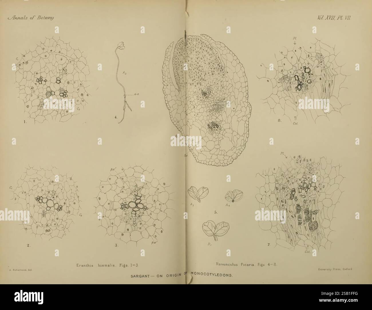 Annals of Botany London Botany Periodicals Plants, The illustration ...