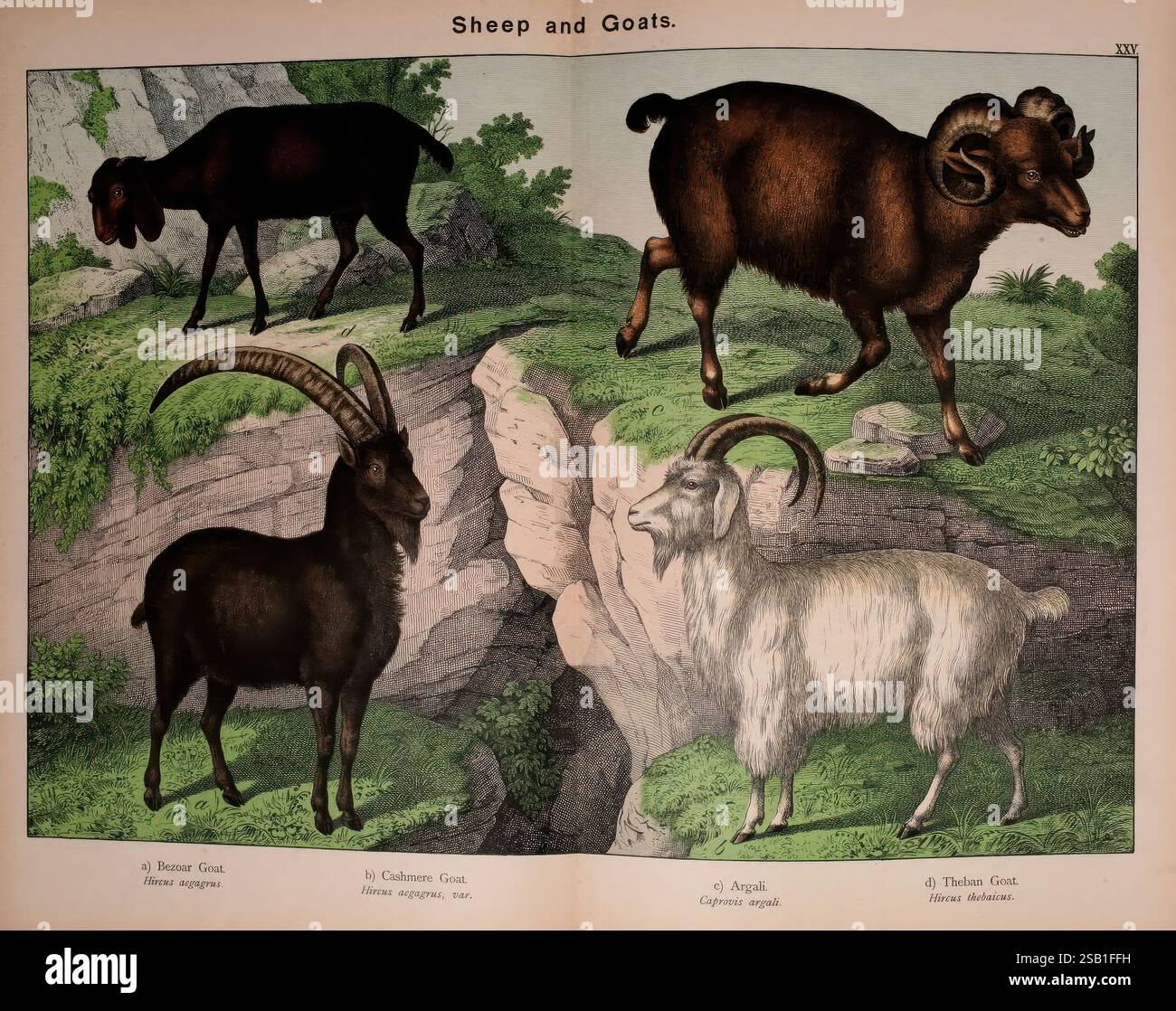 Goats robust form hi-res stock photography and images - Alamy