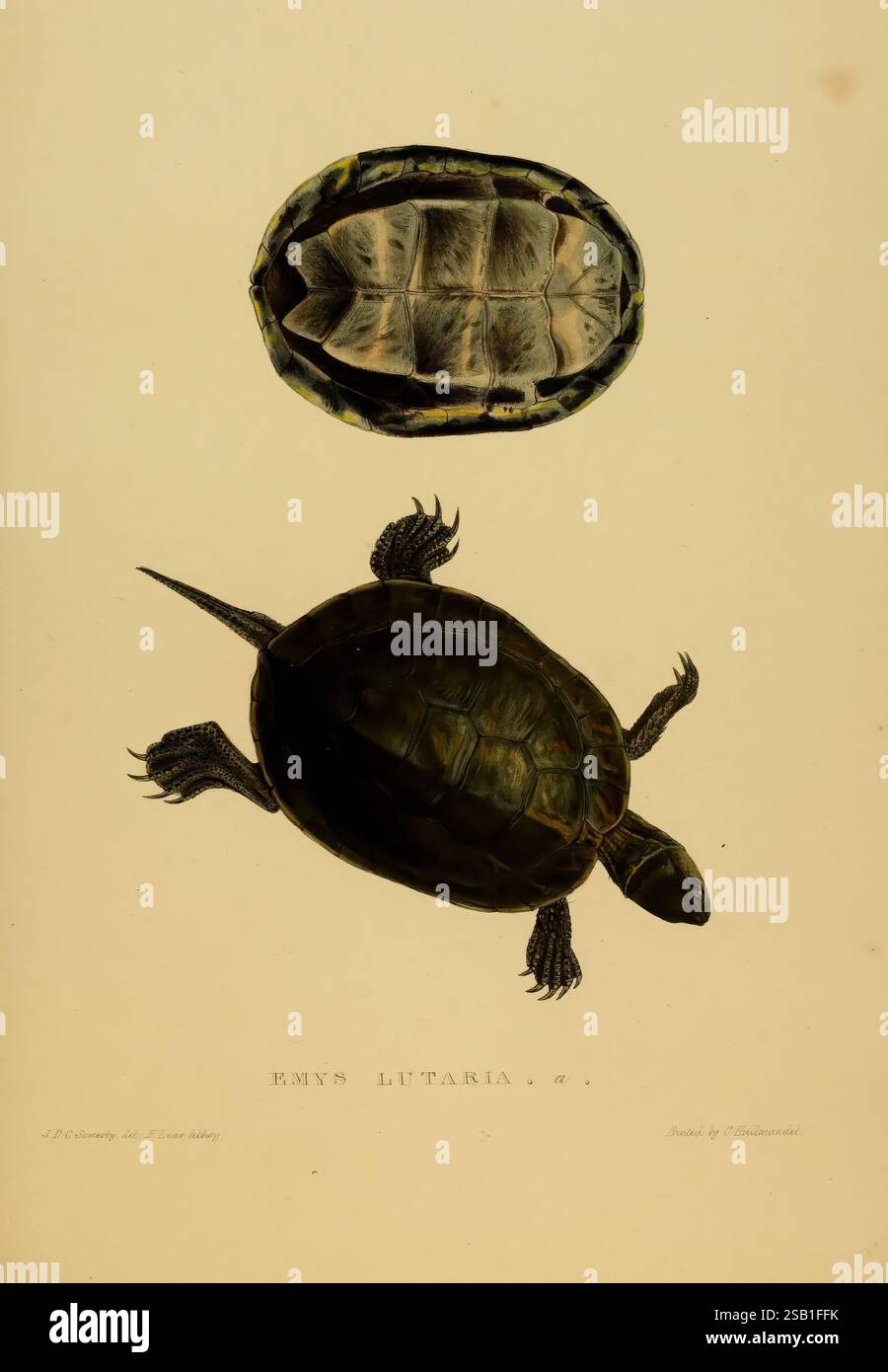 Tortoises Terrapins Turtles London Paris Frankfort H. Sotheran J. Baer ...