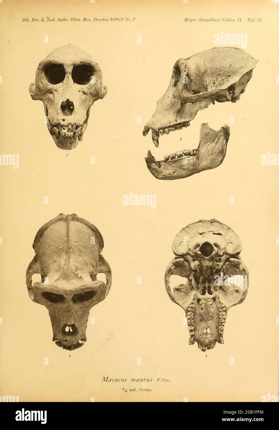 Säugethiere, vom Celebes, und Philippinen-Archipel, 1-2 Berlin, R ...