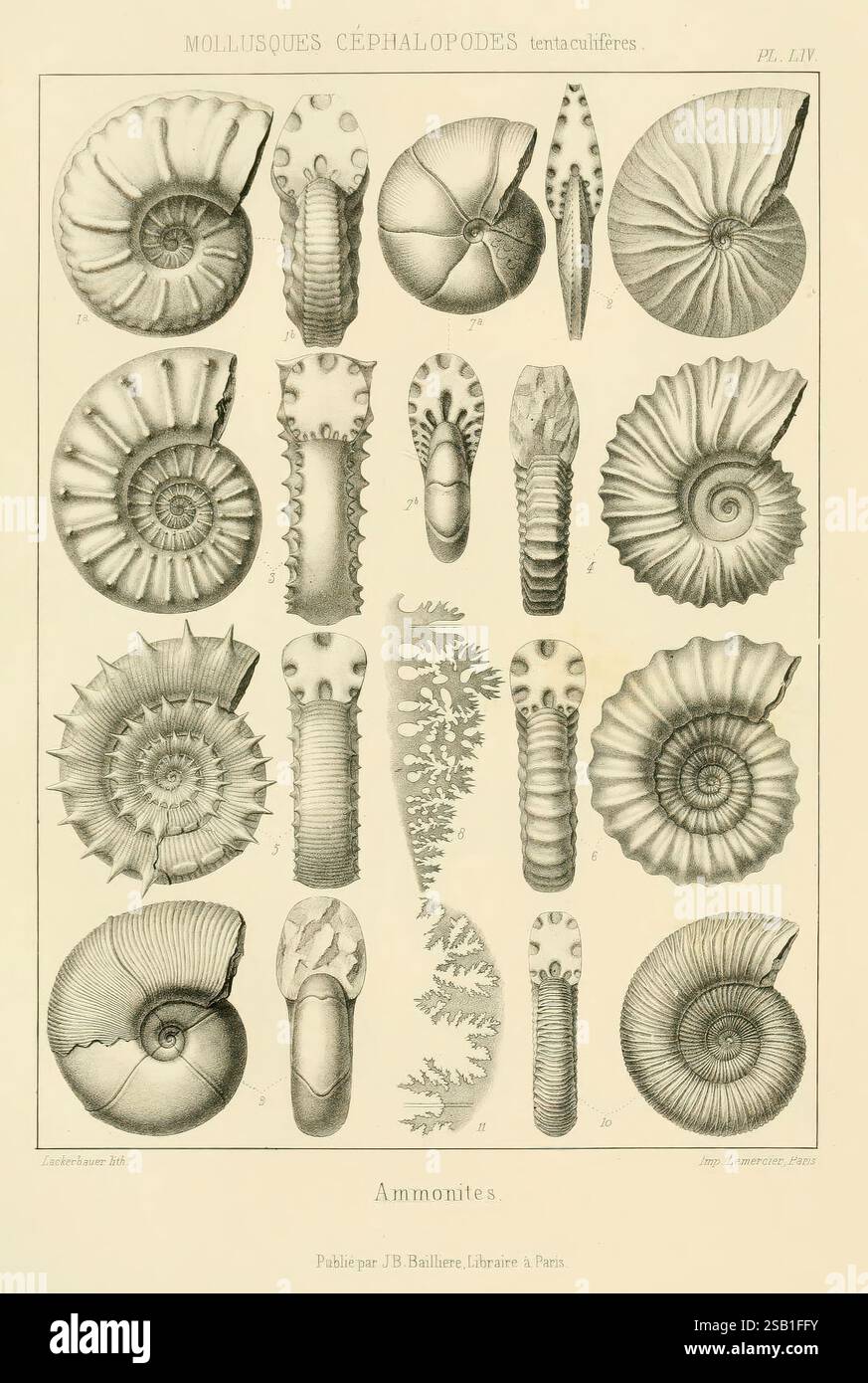 Traité de paléontologie London H. Ballière J.-B. Baillière 1853-1857 ...