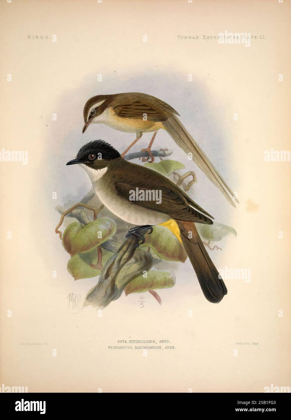 Anatomical and zoological researches v.2. 1878, China, zoology, Yunnan ...