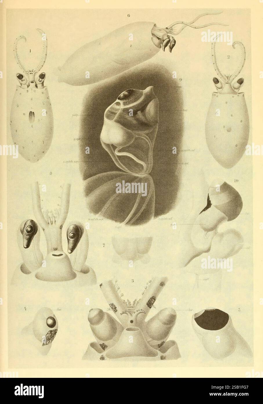 The Cephalopod Atlas, 1975 Cephalopoda Galiteuthis glacialis ...