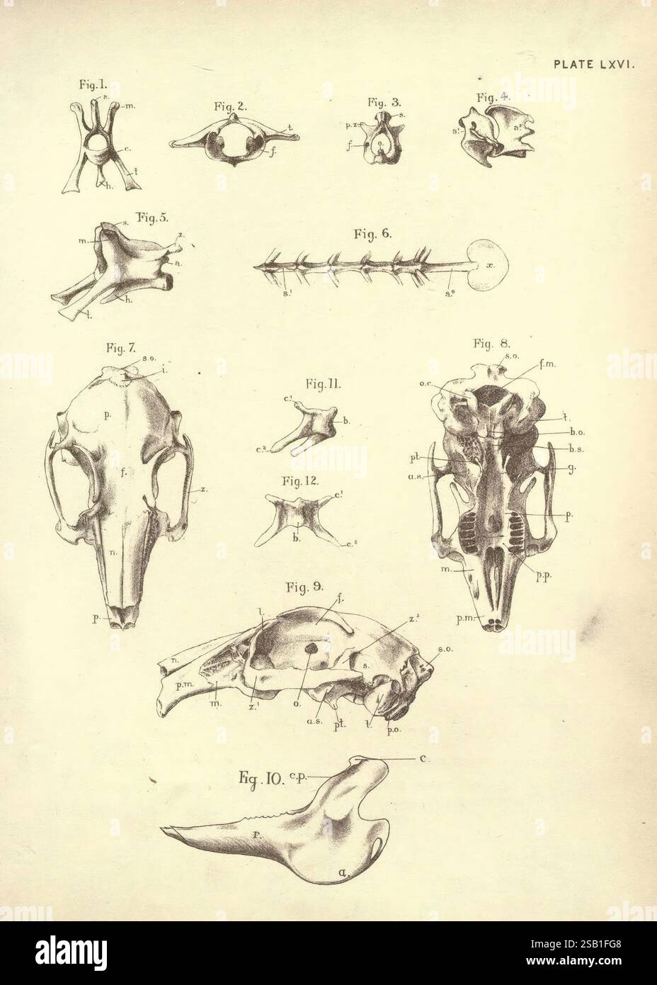 Illustrations of zoology: invertebrates & vertebrates Edinburgh Y.J ...