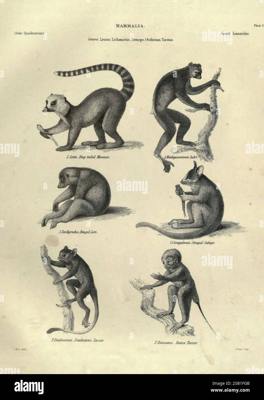 Illustrations of Zoology Glasgow, John Joseph Griffin and Co, 1851 ...