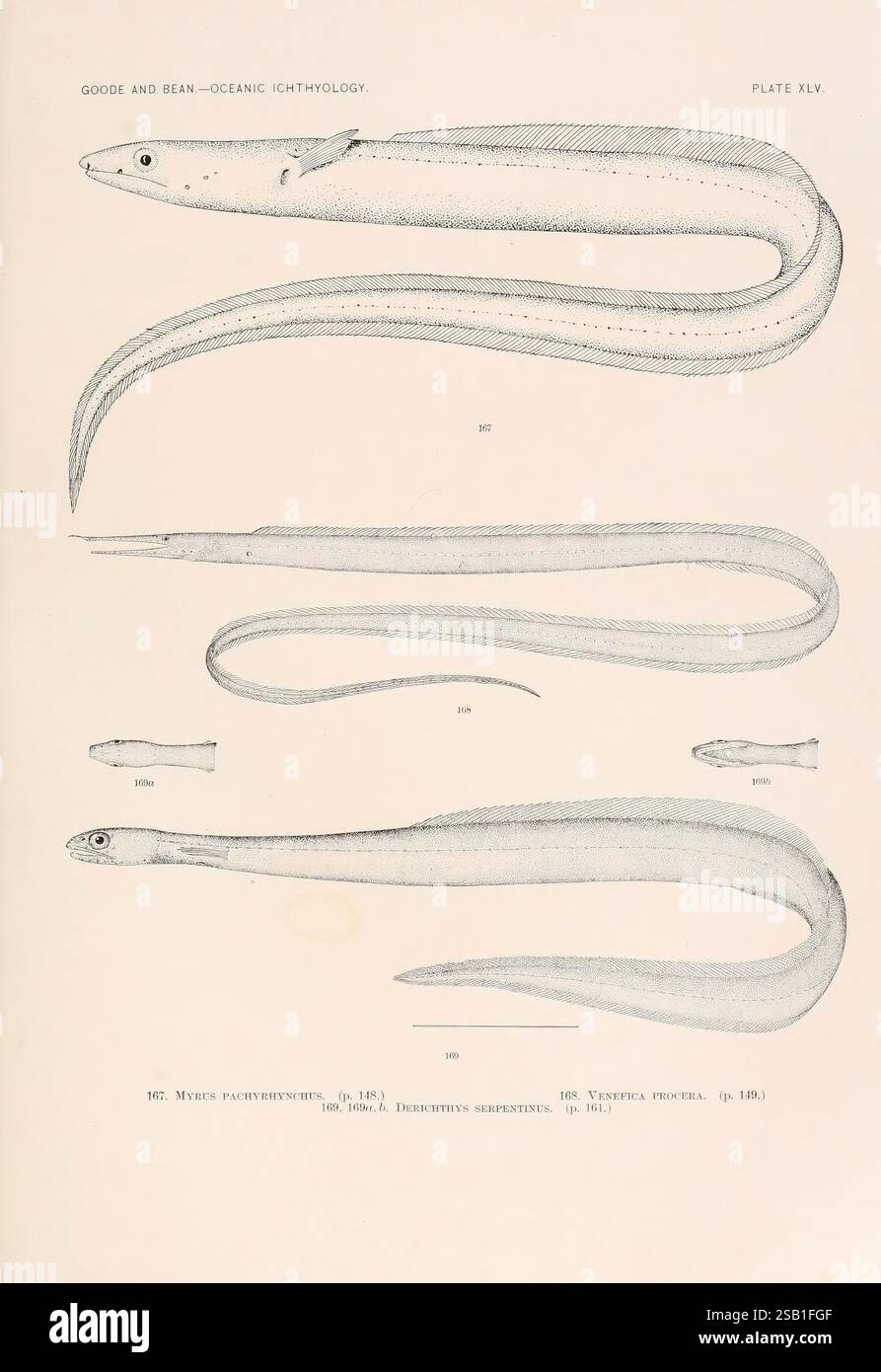 Robust eel hi-res stock photography and images - Alamy