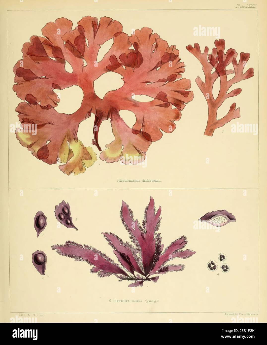 The botany of the Antarctic, voyage of H.M. discovery ships Erebus and ...