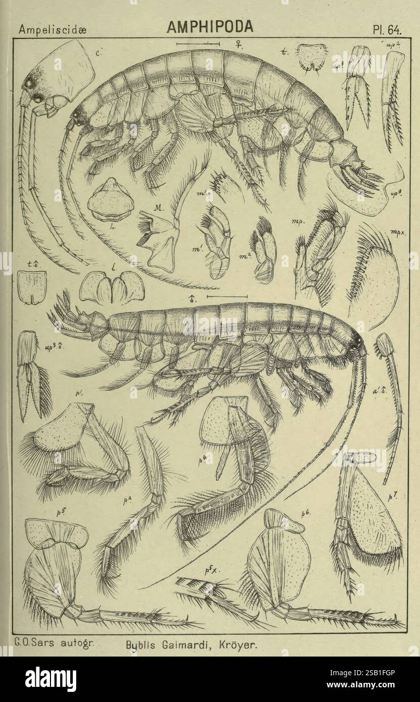 An account of the Crustacea of Norway, v.1. Amphipoda plates ...