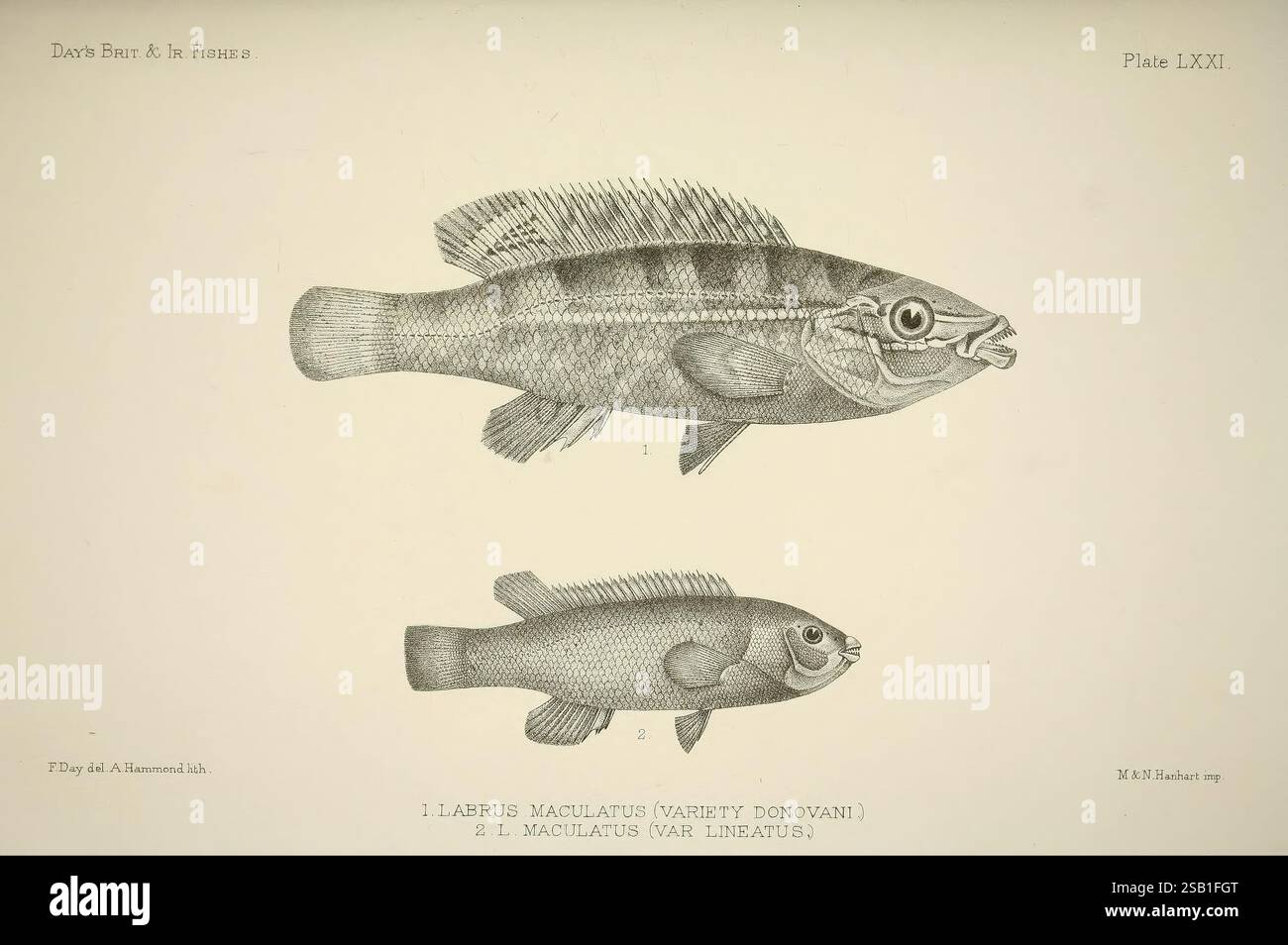The fishes of Great Britain and Ireland, Edinburgh, 1880-1884, Great ...